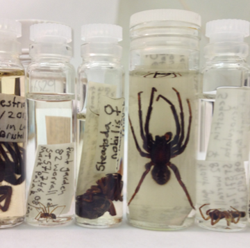 Collections: Spiders in your collection - Museum Development South West