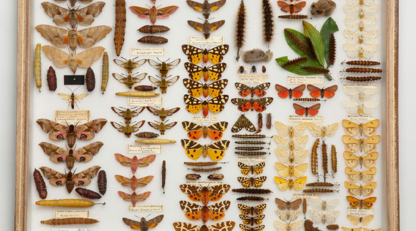 Setting Natural Science Collections Data Free - South West Museum ...